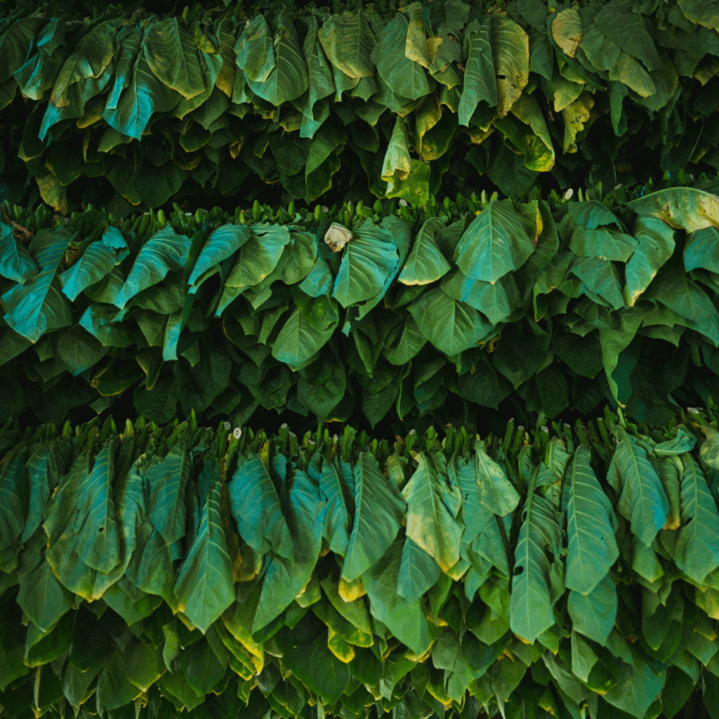 What Is Grabba? A Comprehensive Guide To Grabba Leaf