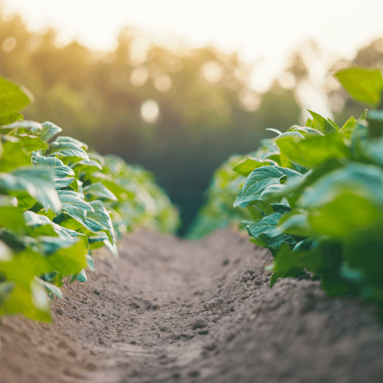 What Is Grabba? A Comprehensive Guide To Grabba Leaf