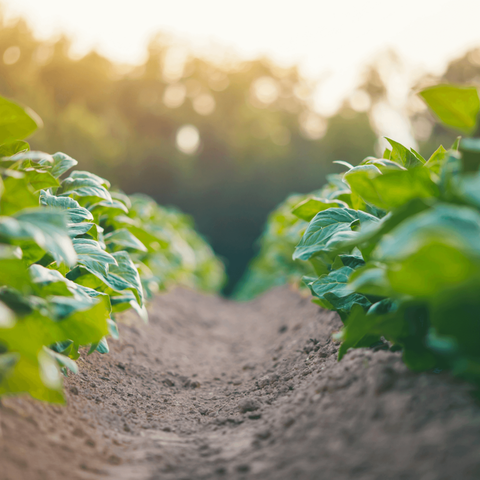 What Is Grabba? A Comprehensive Guide To Grabba Leaf