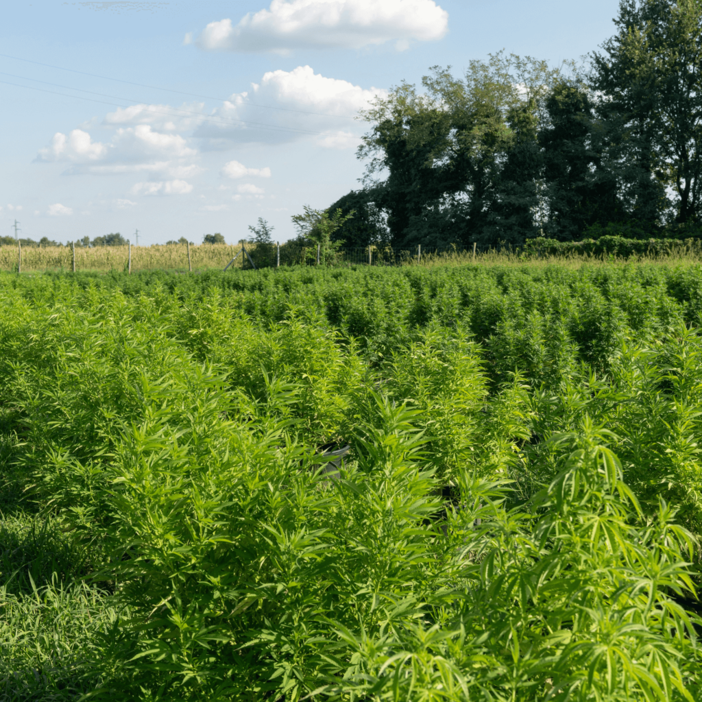 How To Identify Hemp Plant: Key Features & Differences