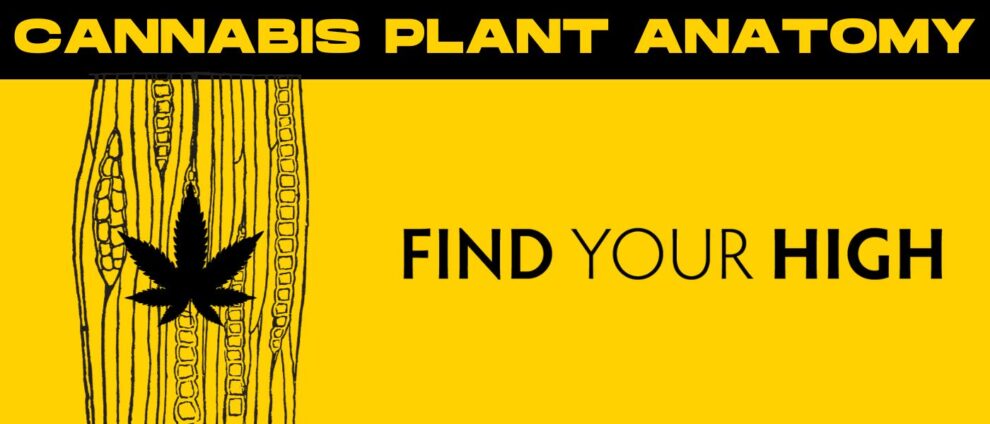 Cannabis Plant Anatomy: The Essential Guide