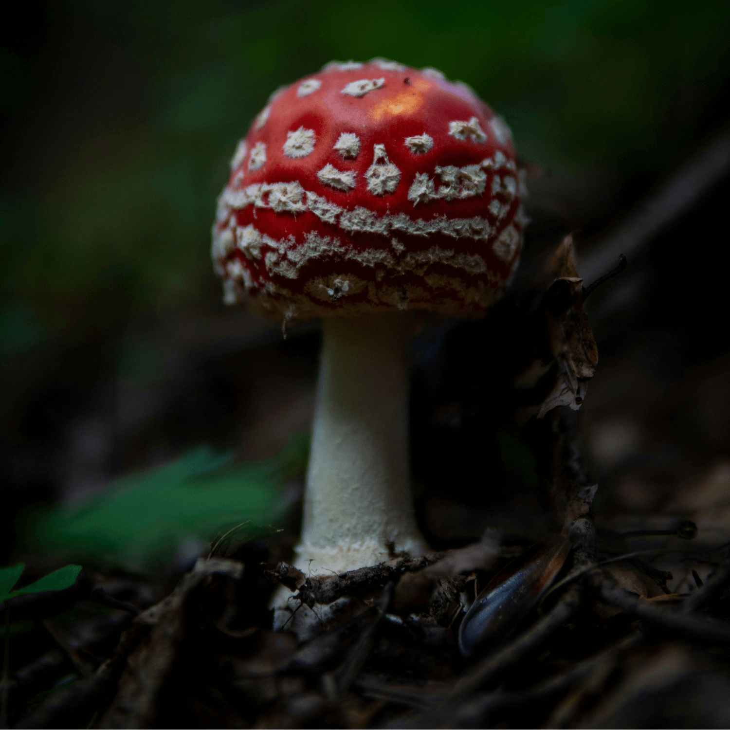How To Tell If A Mushroom Is Edible: A Practical ID Guide